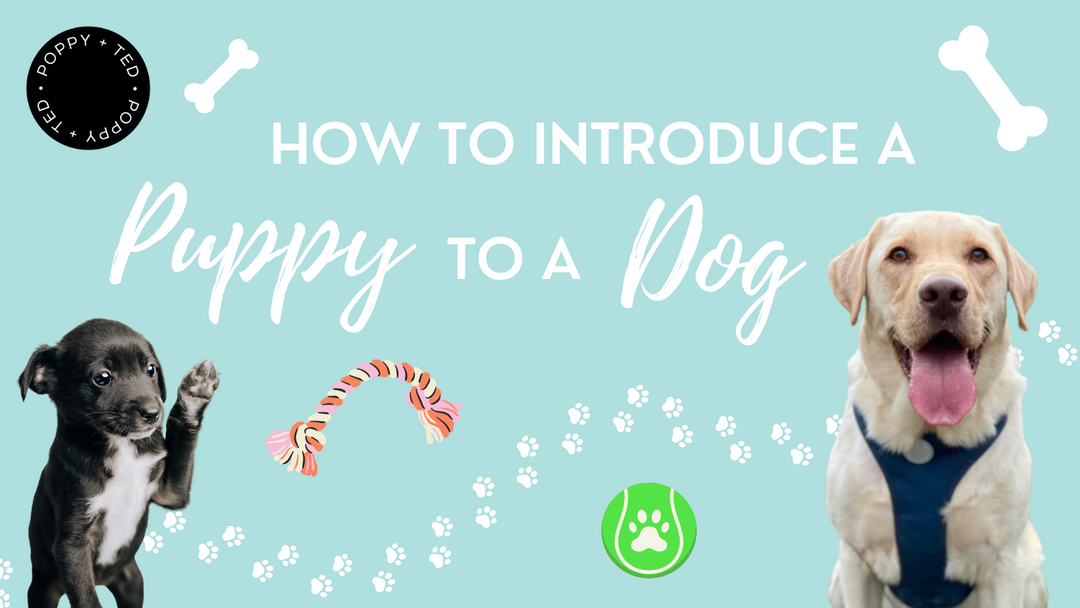 How to Introduce a Puppy to a Dog – Poppy + Ted