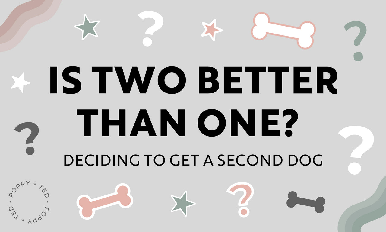 Deciding To Get A Second Dog | Poppy + Ted