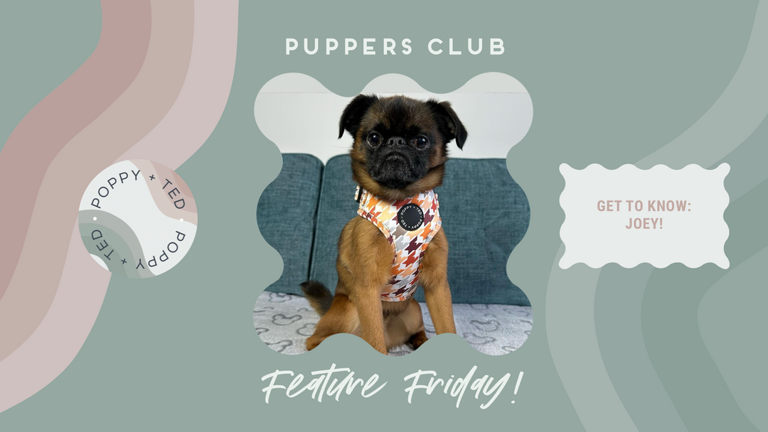 Puppers Club Feature Friday! Get To Know: Joey the Griffon Bruxellois ...