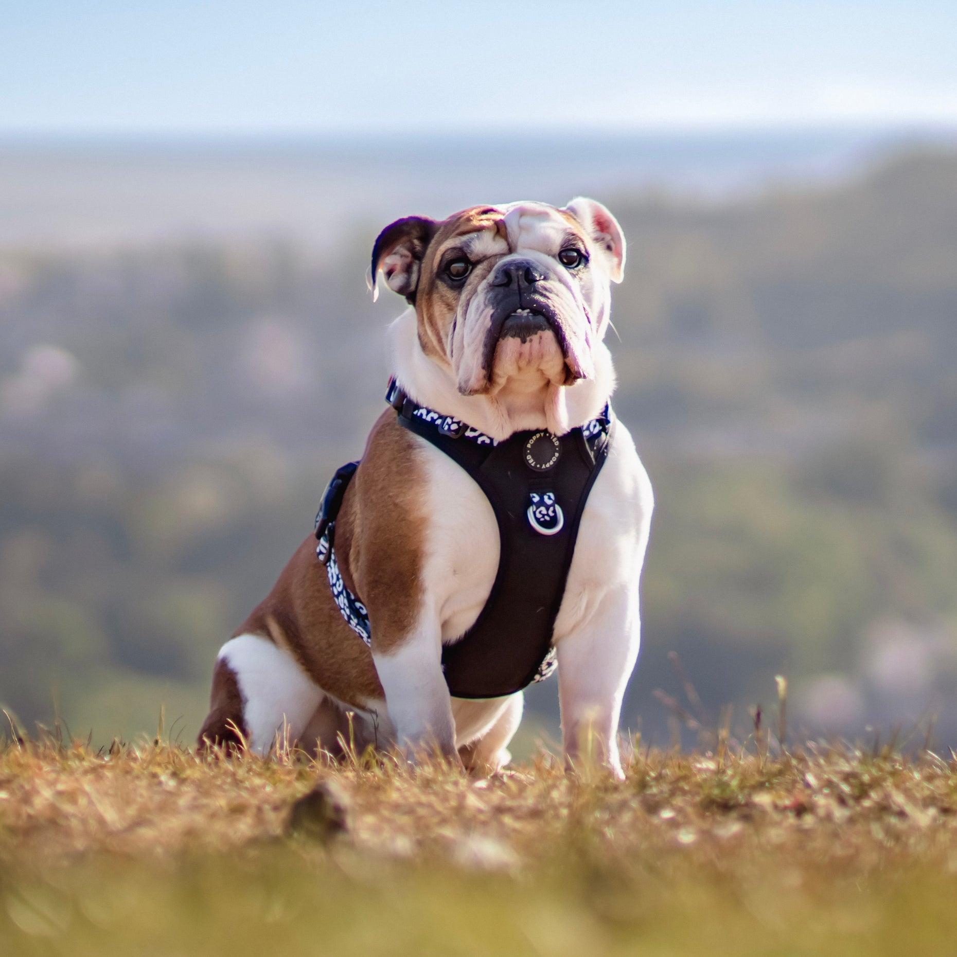 Dog & Puppy Accessories | Stylish, Trendy - Poppy + Ted
