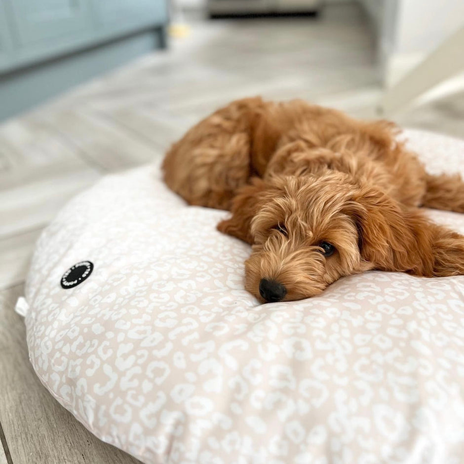 Dog & Puppy Accessories | Stylish, Trendy - Poppy + Ted