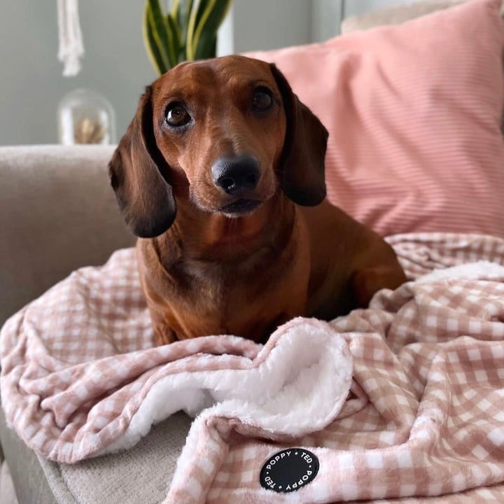 Dog & Puppy Accessories | Stylish, Trendy - Poppy + Ted