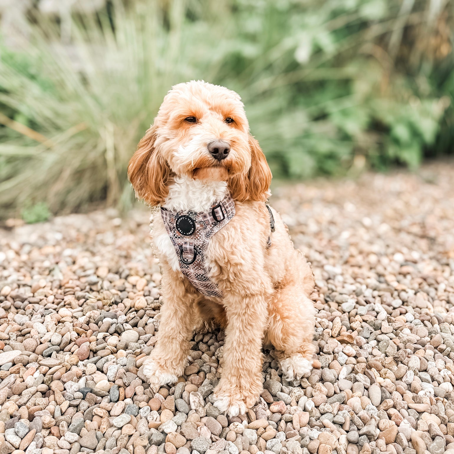 Dog & Puppy Accessories | Stylish, Trendy - Poppy + Ted