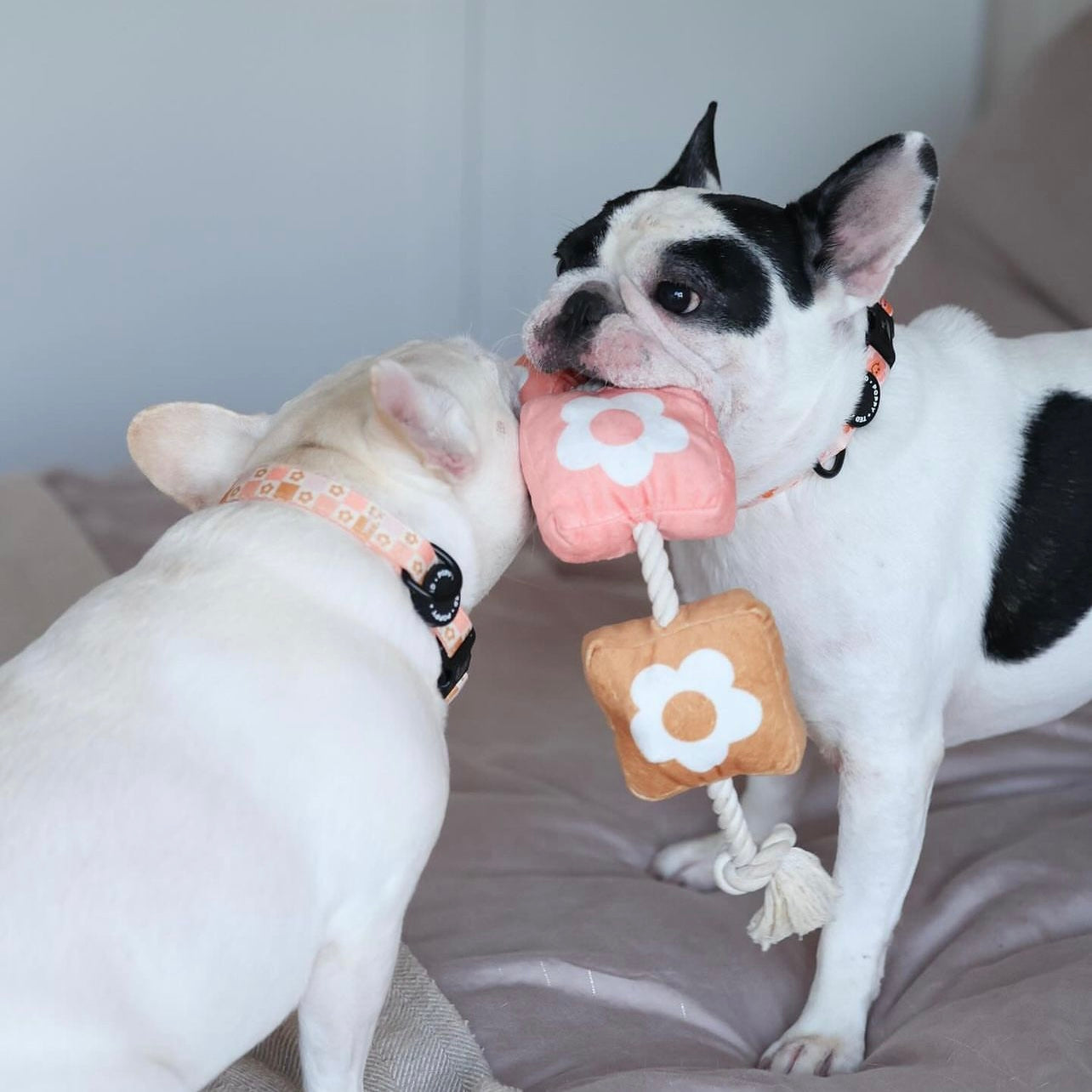 Dog & Puppy Accessories | Stylish, Trendy - Poppy + Ted