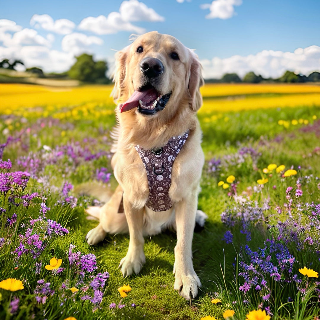 Dog & Puppy Accessories | Stylish, Trendy - Poppy + Ted